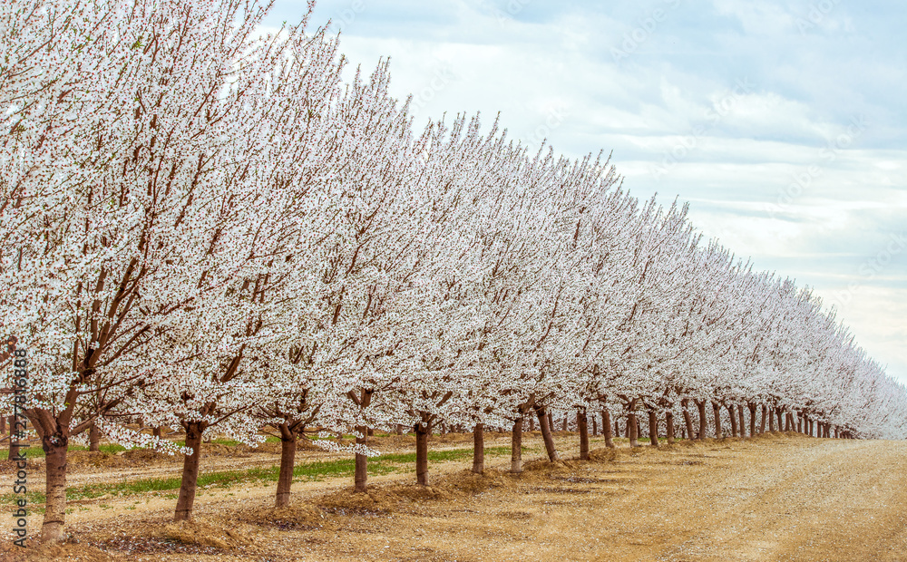 Northern California almond orchards in full bloom Stock Photo | Adobe Stock