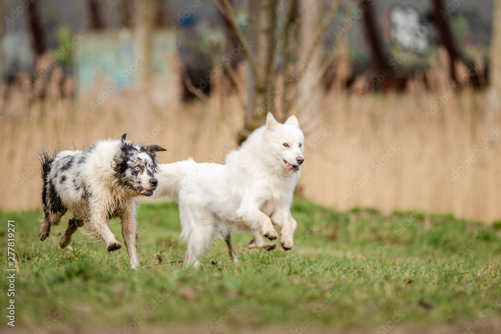 Samoyed Border Collie Mix