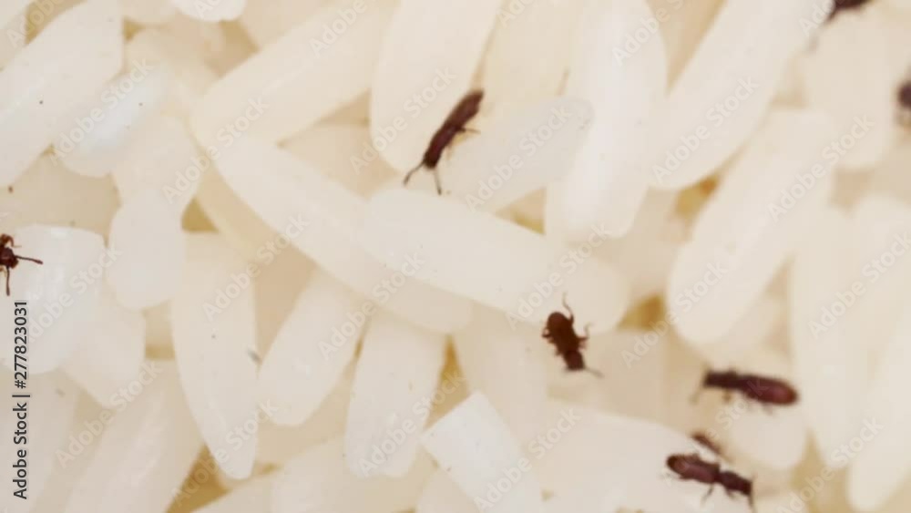 Bugs or Moth in raw rice, pest, snout beetles, insects that eat and destroy raw rice. Stock ...