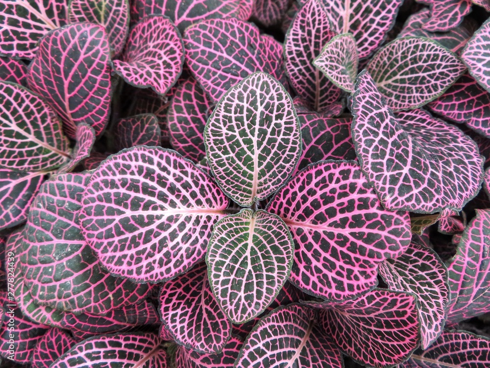 Light pink veins of leaves of nerve plant (Fittonia) Stock Photo ...