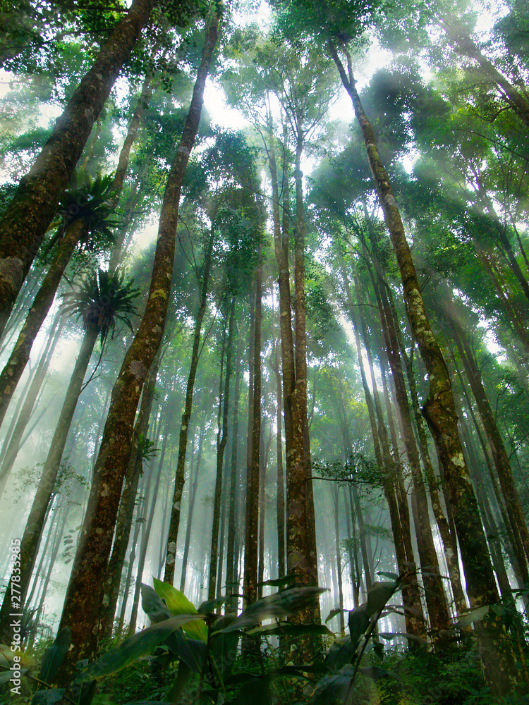ray of sun in the middle of rainforest tree Stock Photo | Adobe Stock