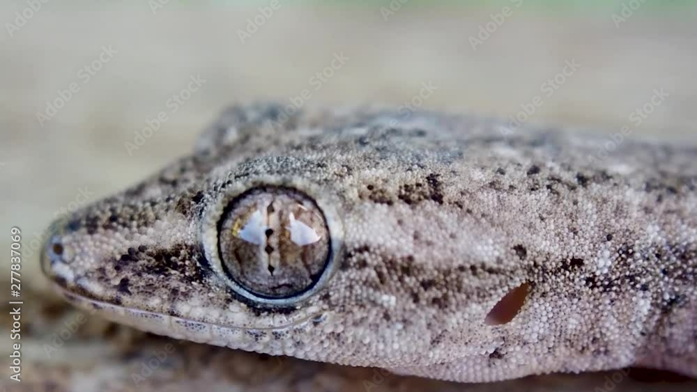 Slow zoom in on unblinking gecko eye, macro shot of motionless lizard ...