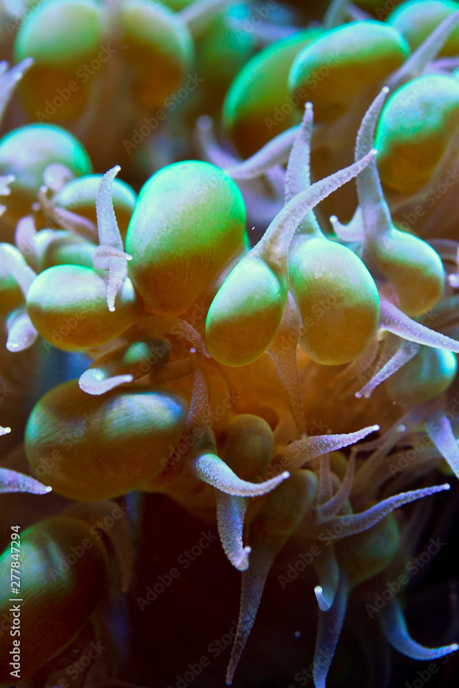 Plerogyra sinuosa is a species of "bubble coral". It has grape-sized ...