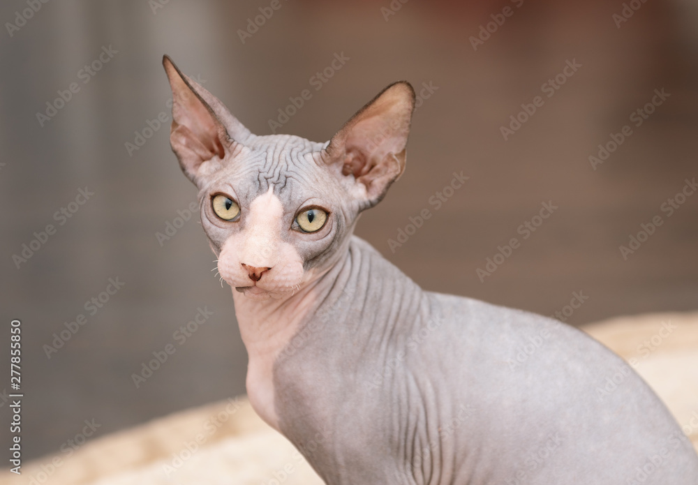 Cats Without Hair