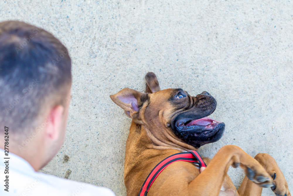Dog face is smiling. Dog on the ground in shock Stock Photo | Adobe Stock