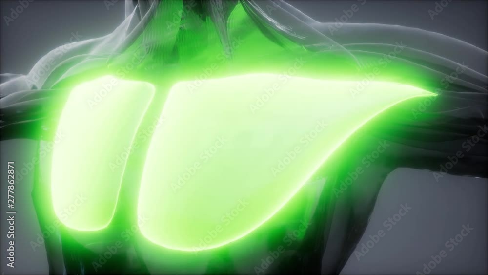 pectoral muscule - Visible muscle anatomy map Stock Video | Adobe Stock