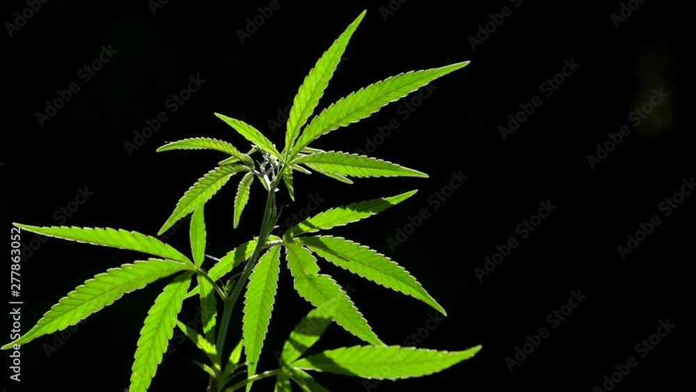 The backlit, evening light cannabis leaves.Green leaves glow in the sun ...