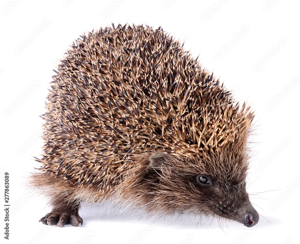 Cute spiky hedgehog isolated on white background. Wild small ...
