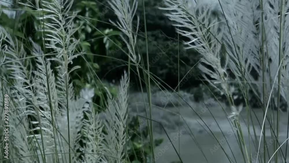 Beautiful white Kans (kash) grass flower plant (Saccharum spontaneum ...