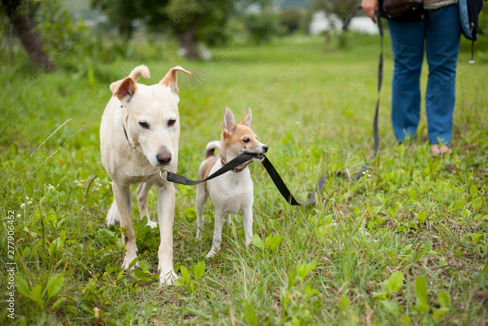 Funny Dog On Leash Walking
