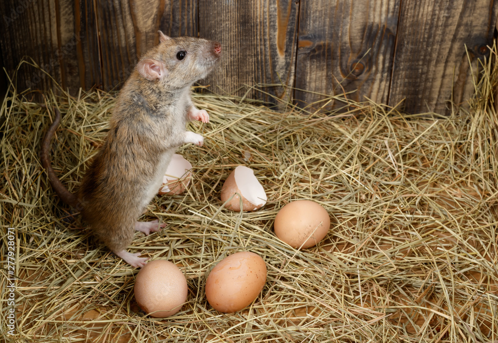 Close-up the young rat (Rattus norvegicus) stands on its hind legs and ...