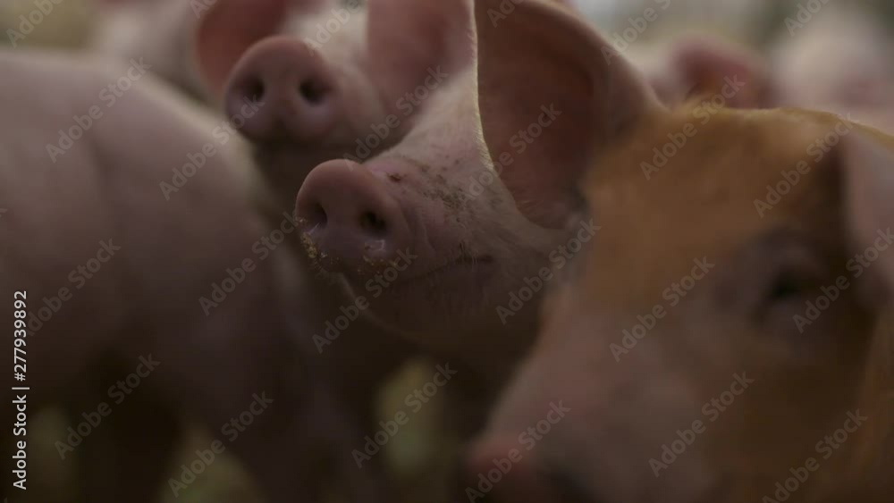 pigs on livestock farm, pigs farm, livestock farm. Modern Agricultural ...