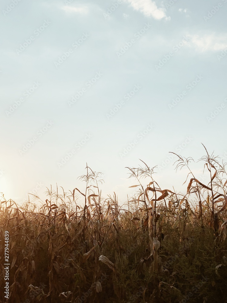 Dried corn stalks in a field at the end of a summer Stock Photo | Adobe ...