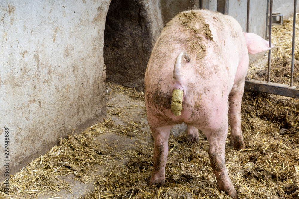 Domestic pig from behind, when shitting. Stock Photo | Adobe Stock