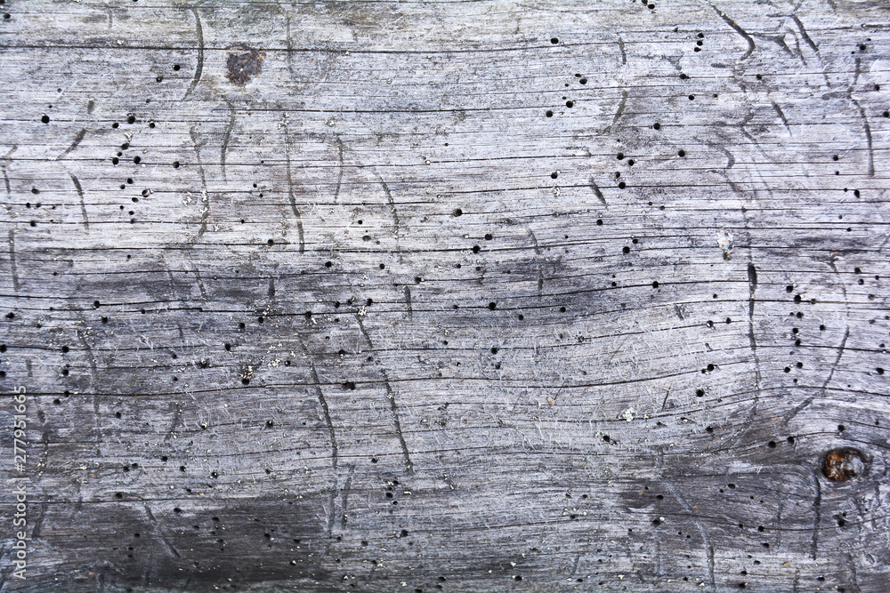 Piece of wood attacked by worms. Texture Of Old Rotten Wood Eaten By ...