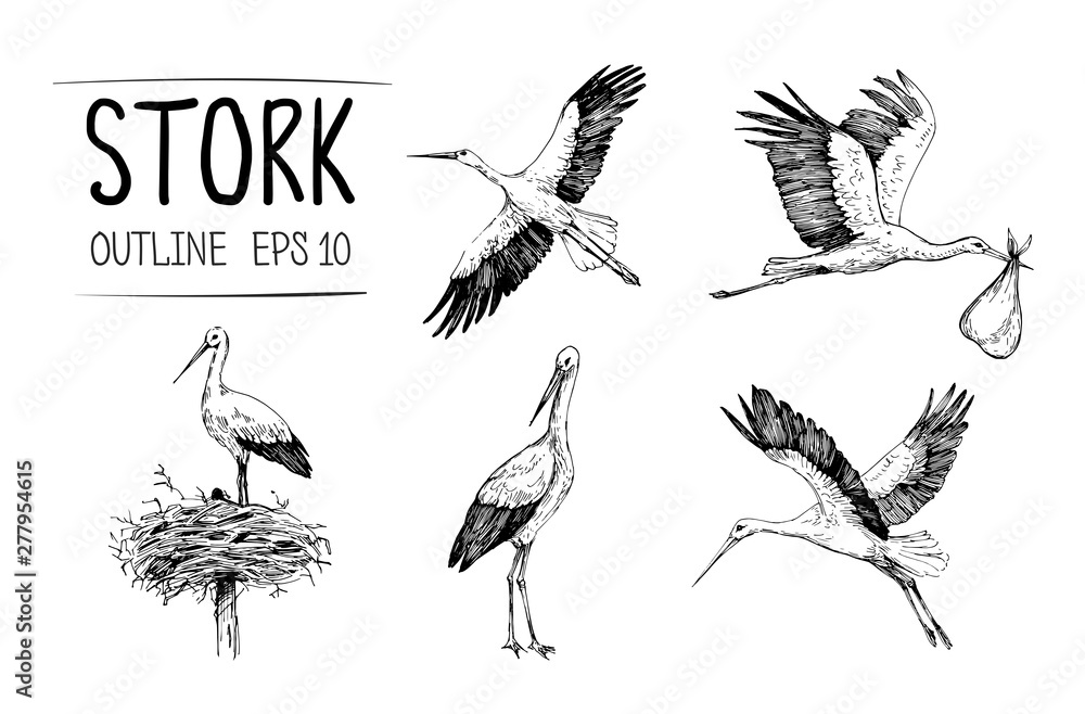Sketch of stork illustrations. Hand drawn illustrations converted to ...