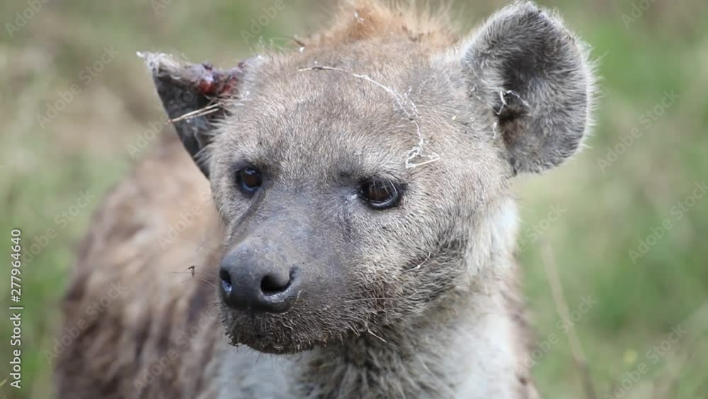 Close encounter with a roughed up Hyena with a bloody ear Stock-Video ...