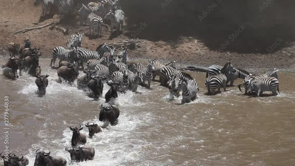 The Great Migration River Crossing at its Best! Tens of thousands of ...