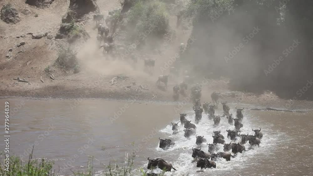 The Great Migration River Crossing at its Best! Tens of thousands of ...