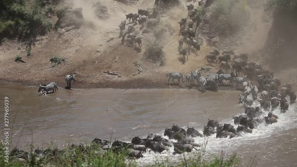 The Great Migration River Crossing at its Best! Tens of thousands of ...