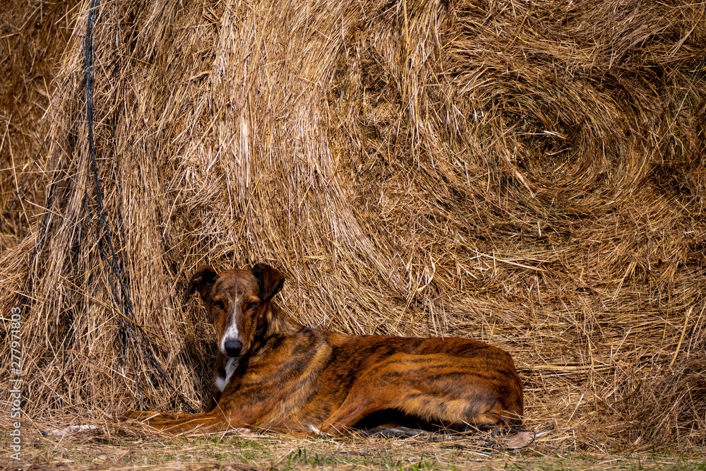 Perro de raza galgo acostado contra un rollo de paja. El galgo es una ...