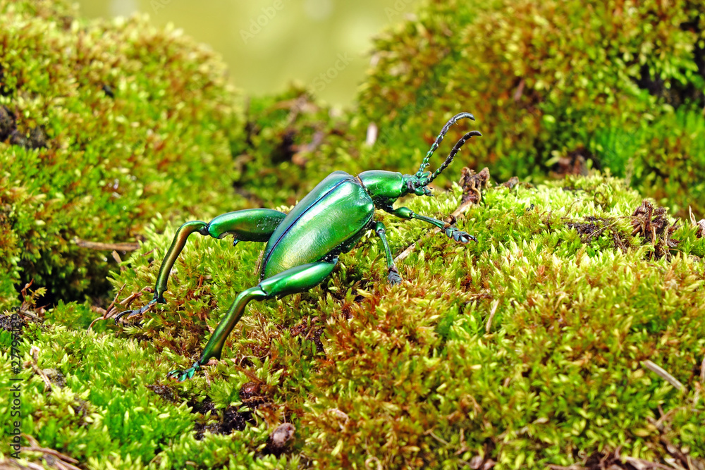 Beetle : Frog-legged leaf beetles (Sagra femorata) in tropical forest ...