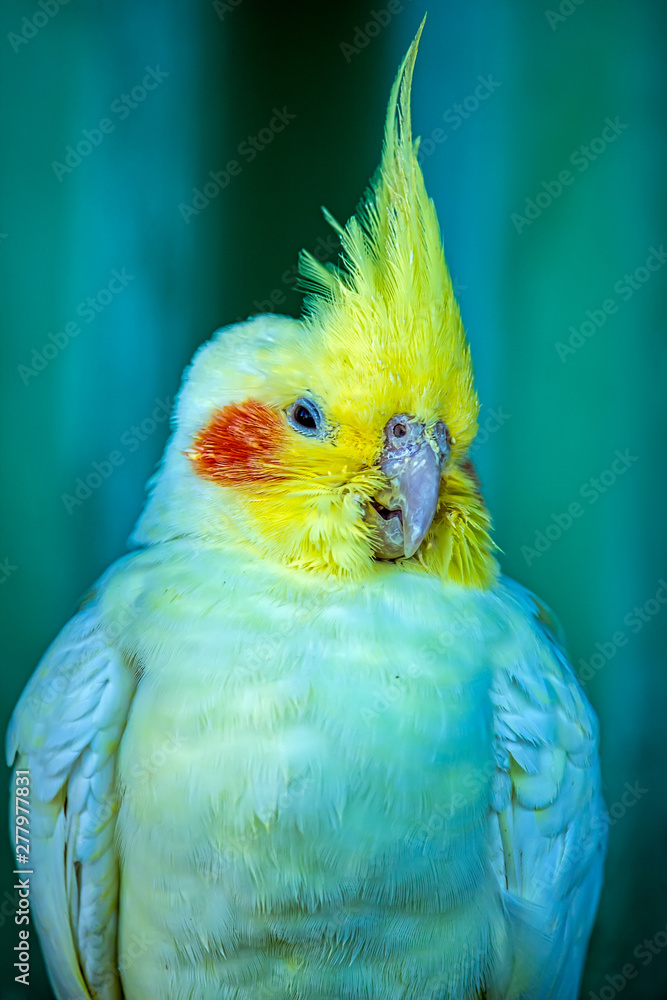 bird calopsita - photo of calopsita in detail in Brazil Stock Photo ...