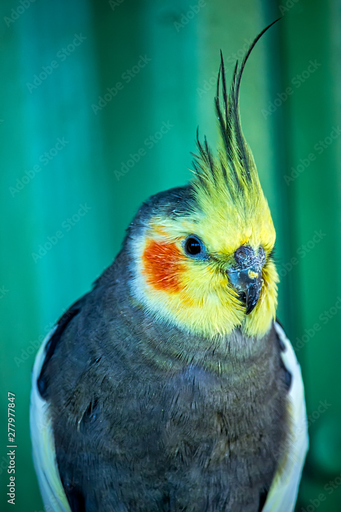bird calopsita - photo of calopsita in detail in Brazil Stock Photo ...