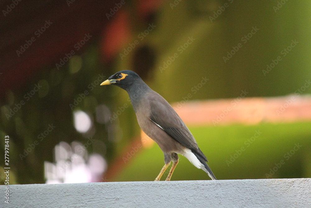 Bird watching and standing on the wall with different expressions Stock ...