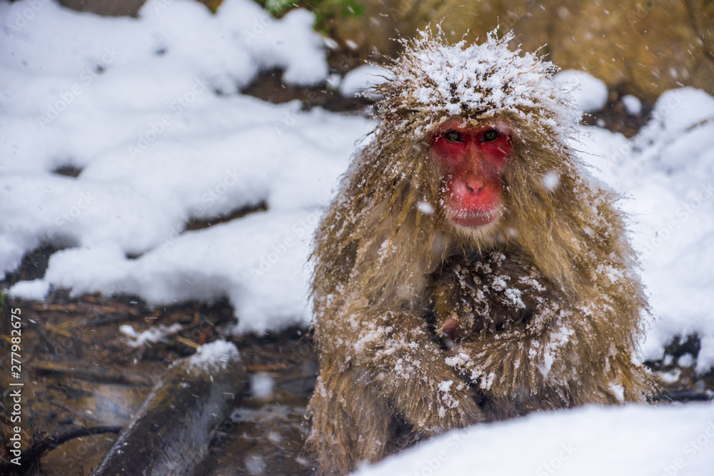 Snow monkeys (Japanese Macaques) shivers and hug with baby monkey and ...