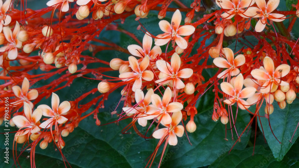 Closeup of a bunch of pagoda flowers in the garden in the morning ...