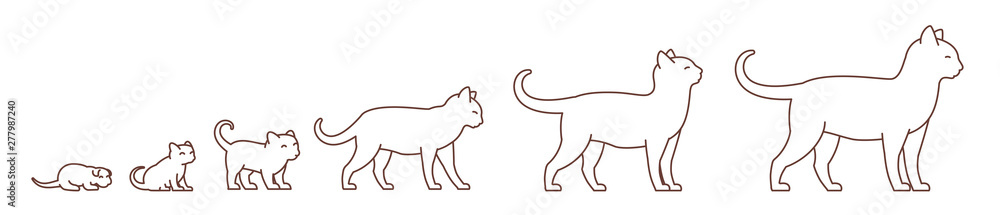 Fototapeta Stages of cat growth set. From kitten to adult cat. Animal ...