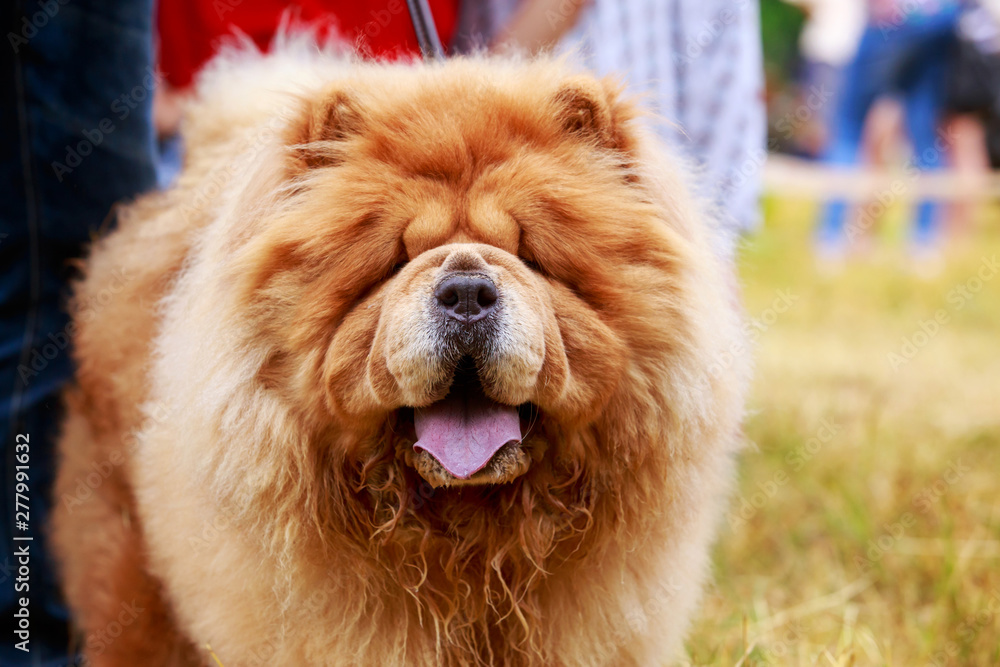 Dog breed Chow Chow Stock Photo | Adobe Stock