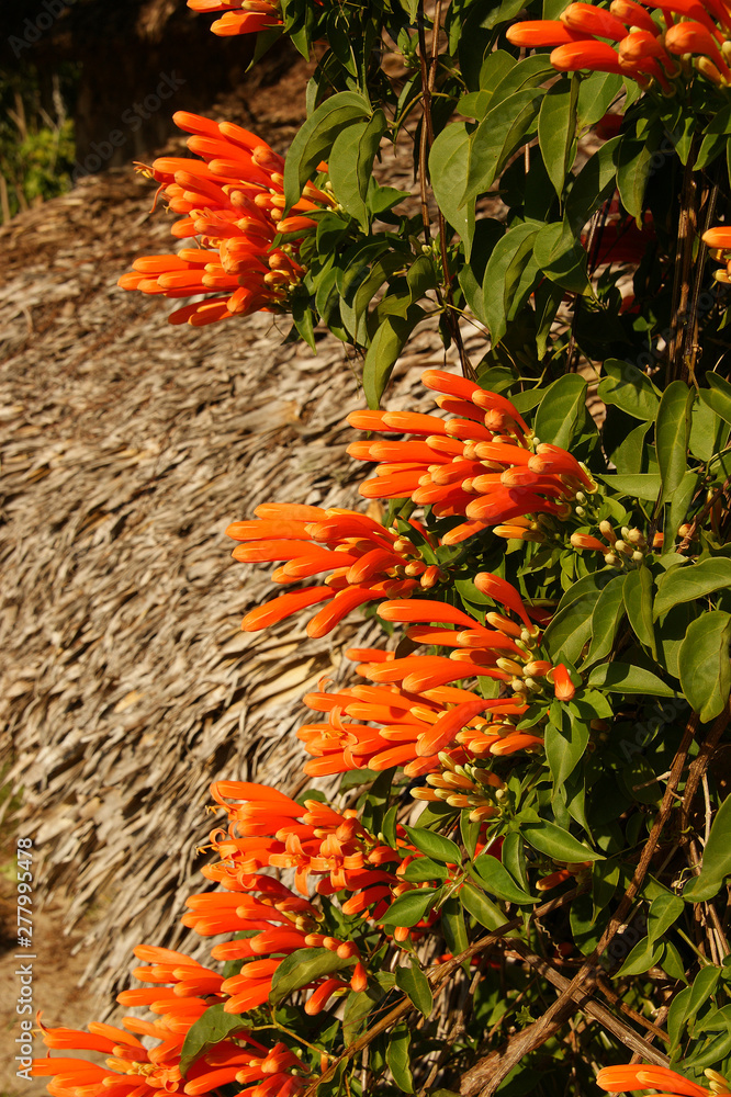 Pyrostegia venusta (Flame Vine, Flaming Trumpet). Fiery red pyrostegia ...