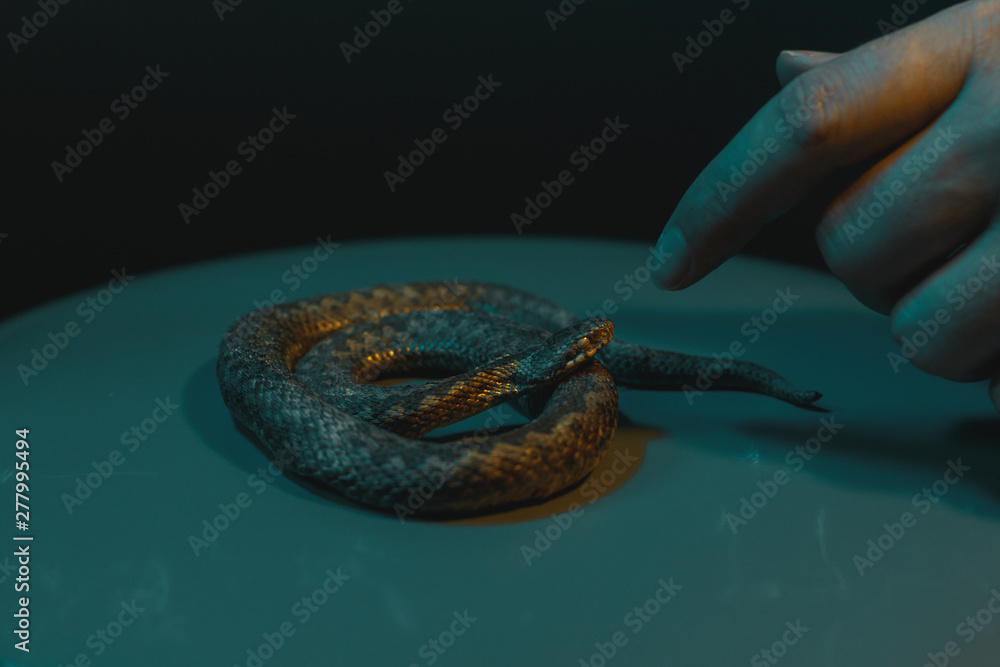 curious small viper next to the male hand who try to touch the ^m Stock ...