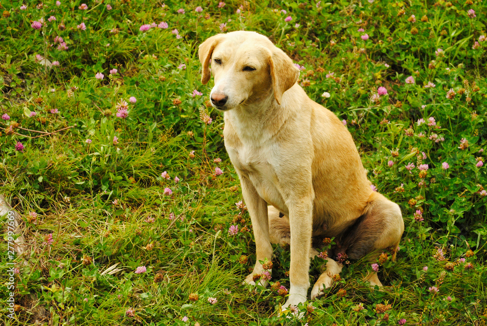 Indian Mastiff Dogs