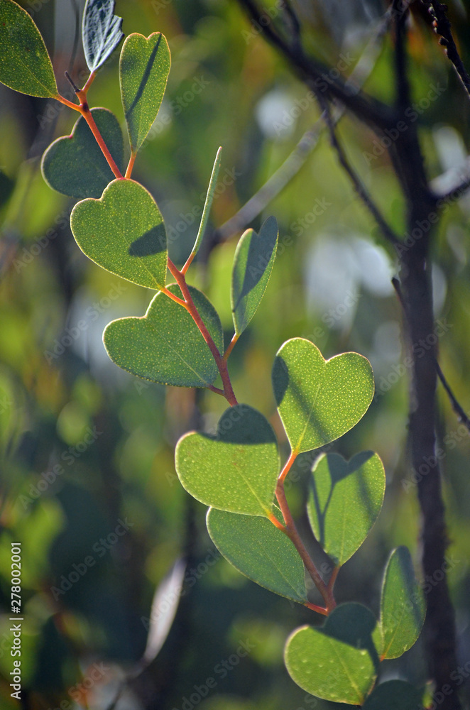 Heart shaped leaves of the Heart-Leaf Mallee, Eucalyptus websteriana ...