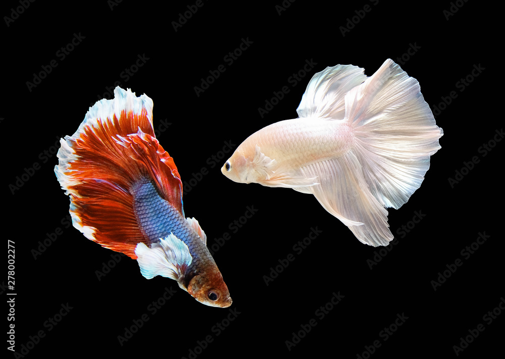 Two Betta Fish Fighting