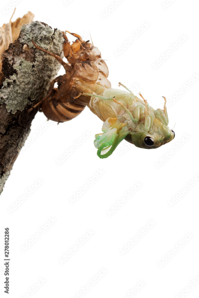 Cicada metamorphosis (lat. Cicadidae). This is the final molt of the ...