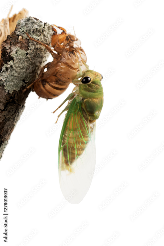 Cicada metamorphosis (lat. Cicadidae). This is the final molt of the ...