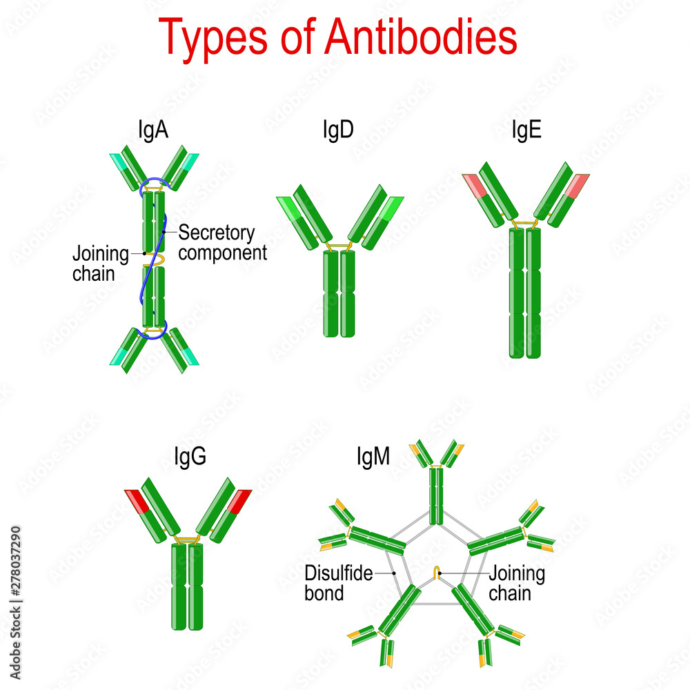 Types of Antibodies. immunoglobulin structure Stock Vector | Adobe Stock