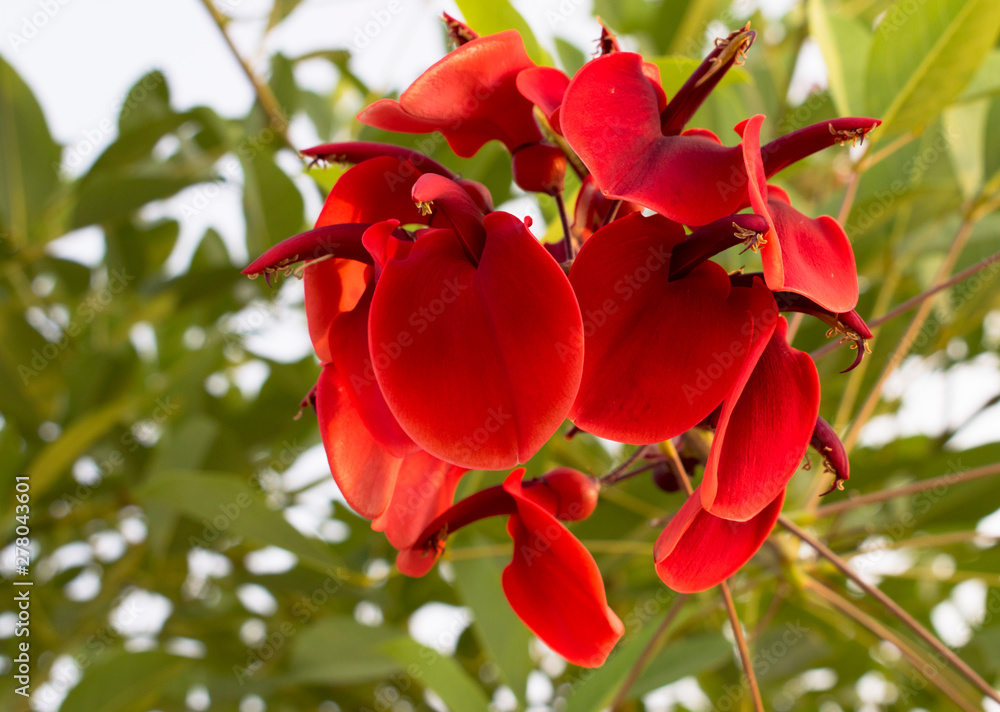 National Flower Of South America | Best Flower Site