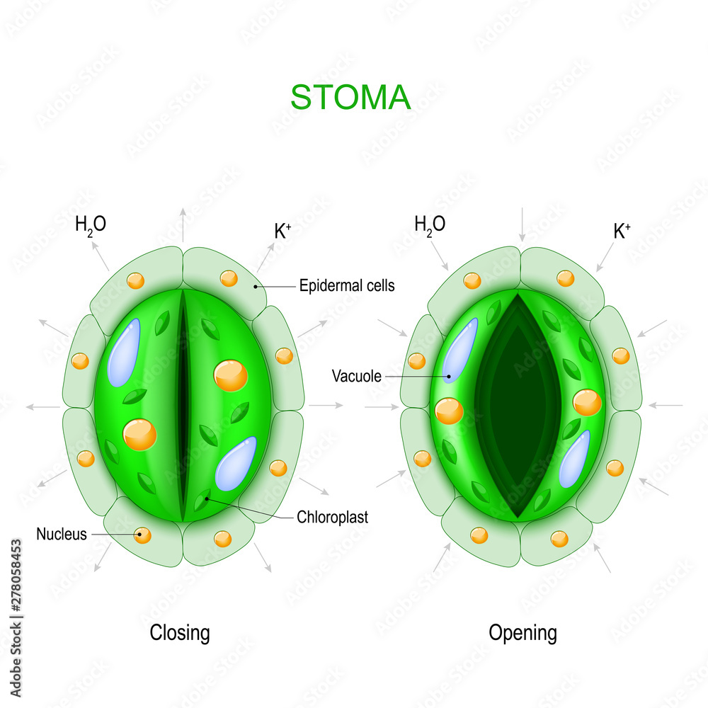 Stoma (open and closed). Structure of stomatal complex. Stock Vector ...