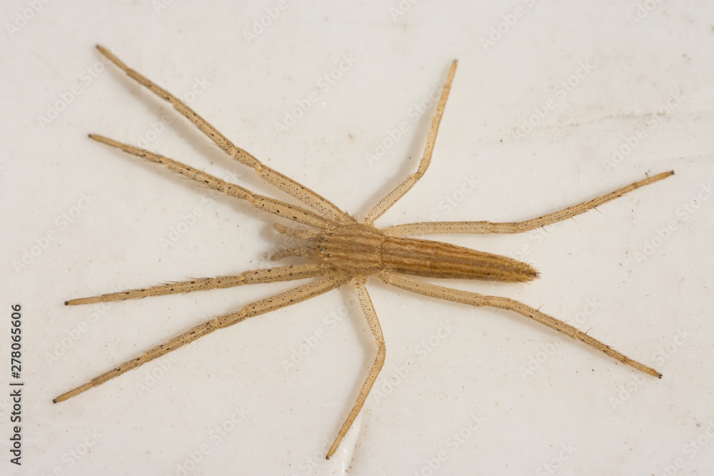 Tibellus oblongus, a running crab spider with a long abdomen. Stock ...