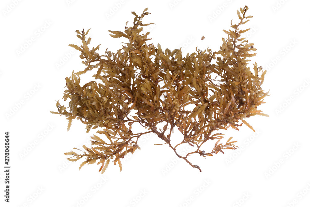 Pelagic brown algae in the genus Sargassum. The berry-like structures ...