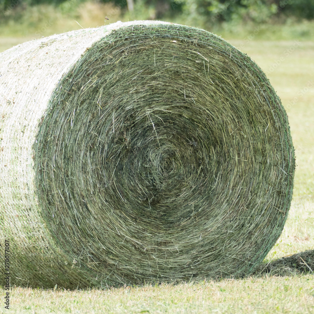 Detail of one rounded hay roll in the meadow for hay harvest. The hay ...