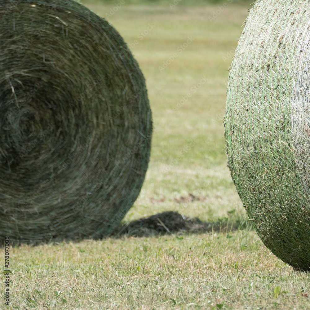 Parts of two half hay bales with focusing on one of the round bale with ...