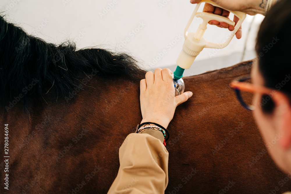 Brown Horse Receiving Cupping Treatment On Her Back in a stable. Equine ...