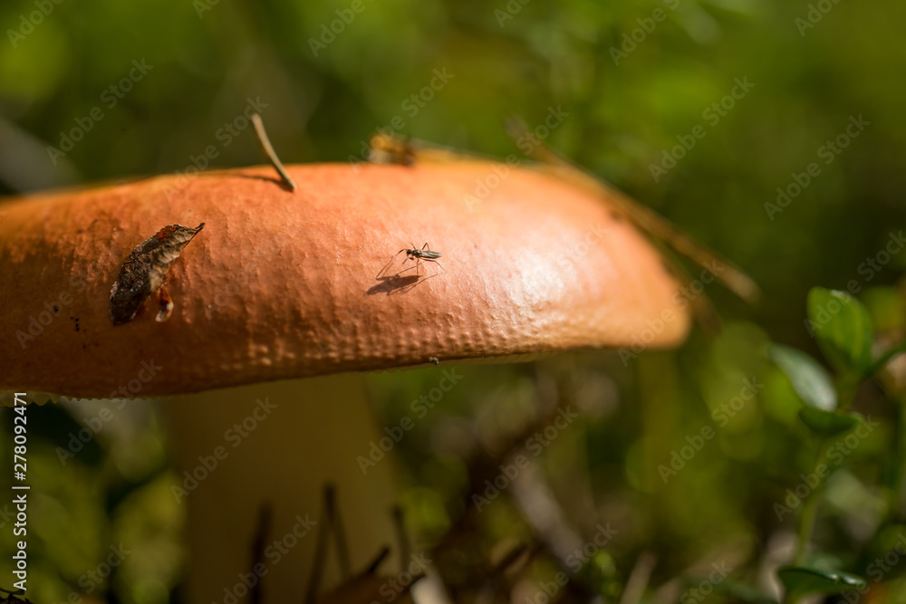 Russula - common mushroom with fairly large and brightly colored cap ...