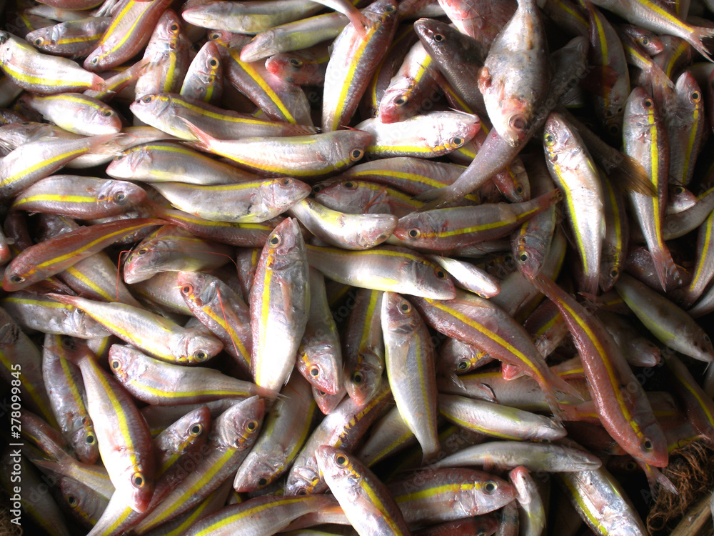 Digha fish market,sea fish,India Stock Photo | Adobe Stock